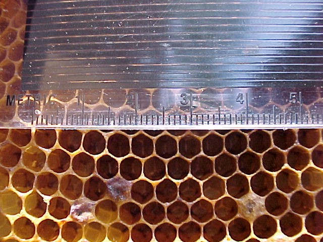 What is actually the natural cell size for worker comb | Beesource Beekeeping Forums