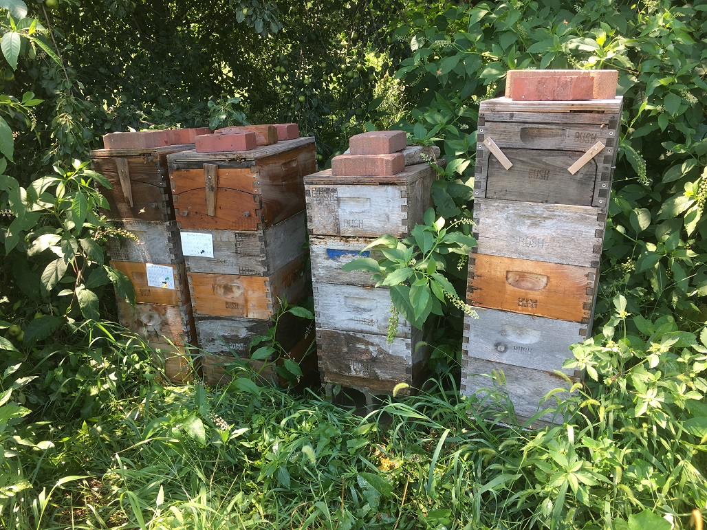 Flow Hives (again) | Beesource Beekeeping Forums