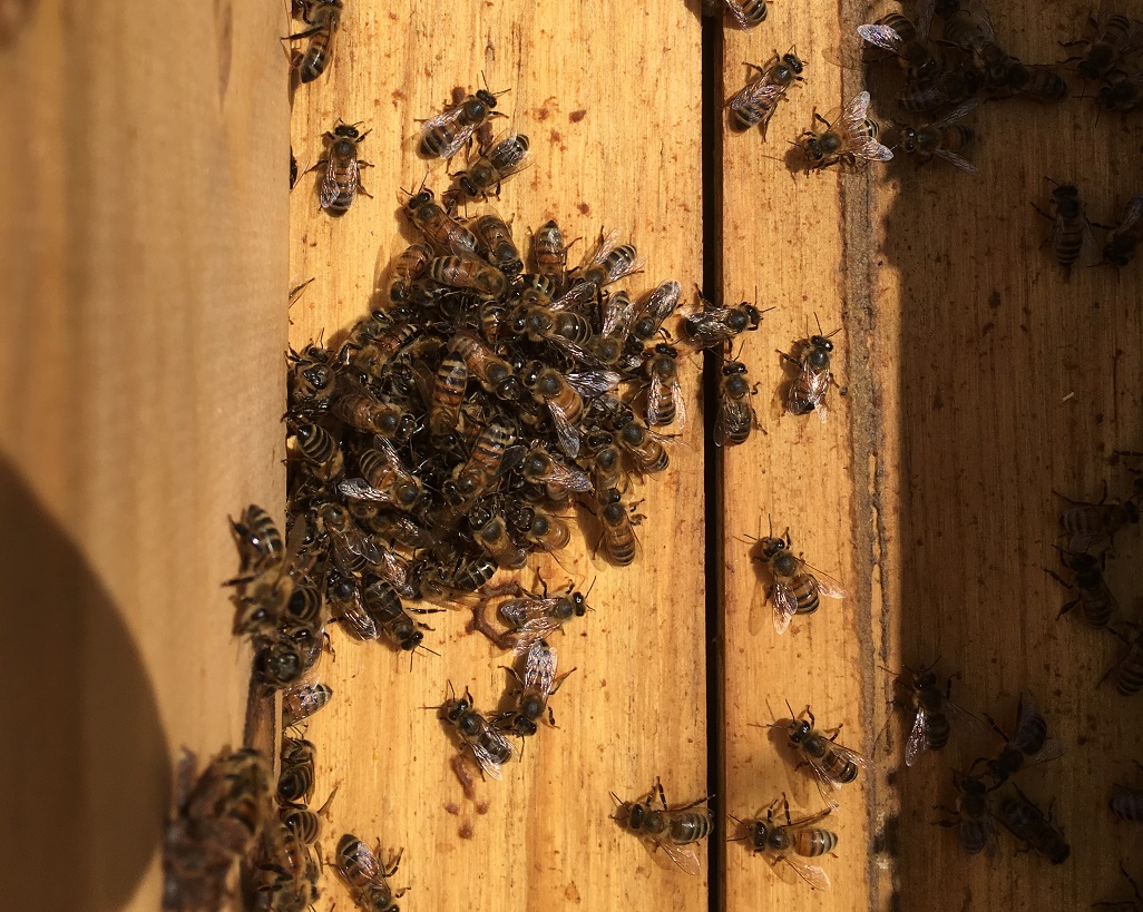 beekeeping terminology, beekeeping glossary, beekeeping dictionary ...